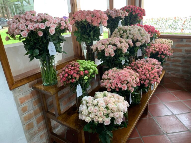 Flowervision Lancashire | New varieties of roses, now available.