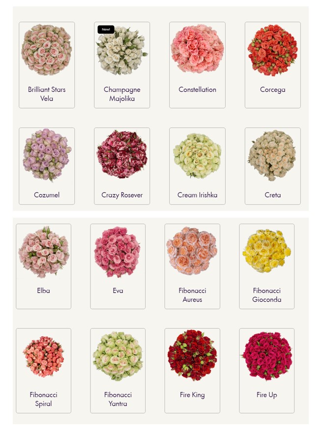 Flowervision Lancashire | New varieties of roses, now available.