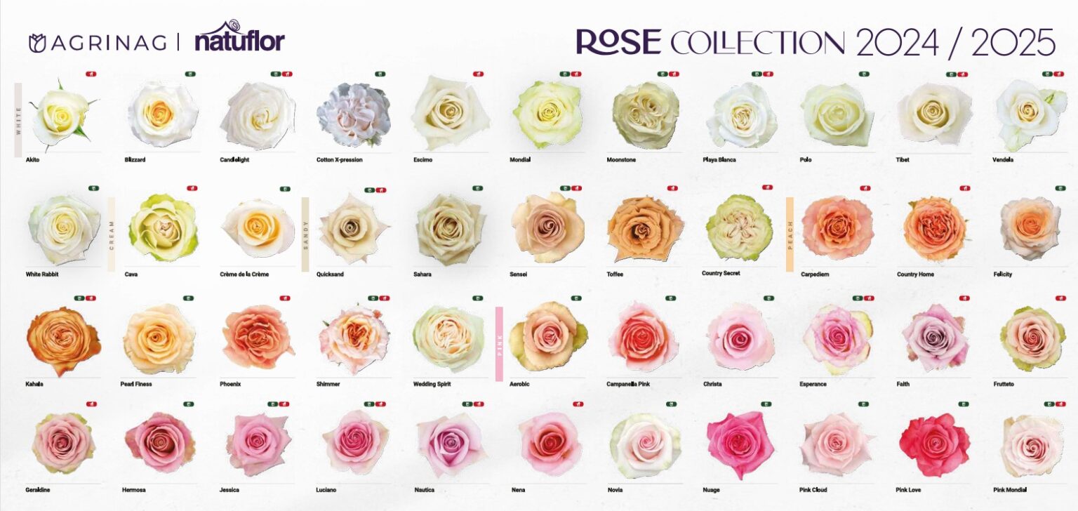 Flowervision Lancashire | New varieties of roses, now available.