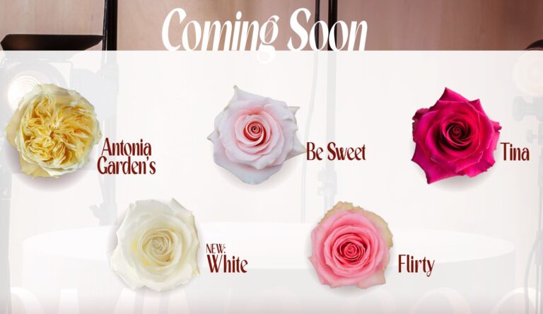 Flowervision Lancashire | New varieties of roses, now available.